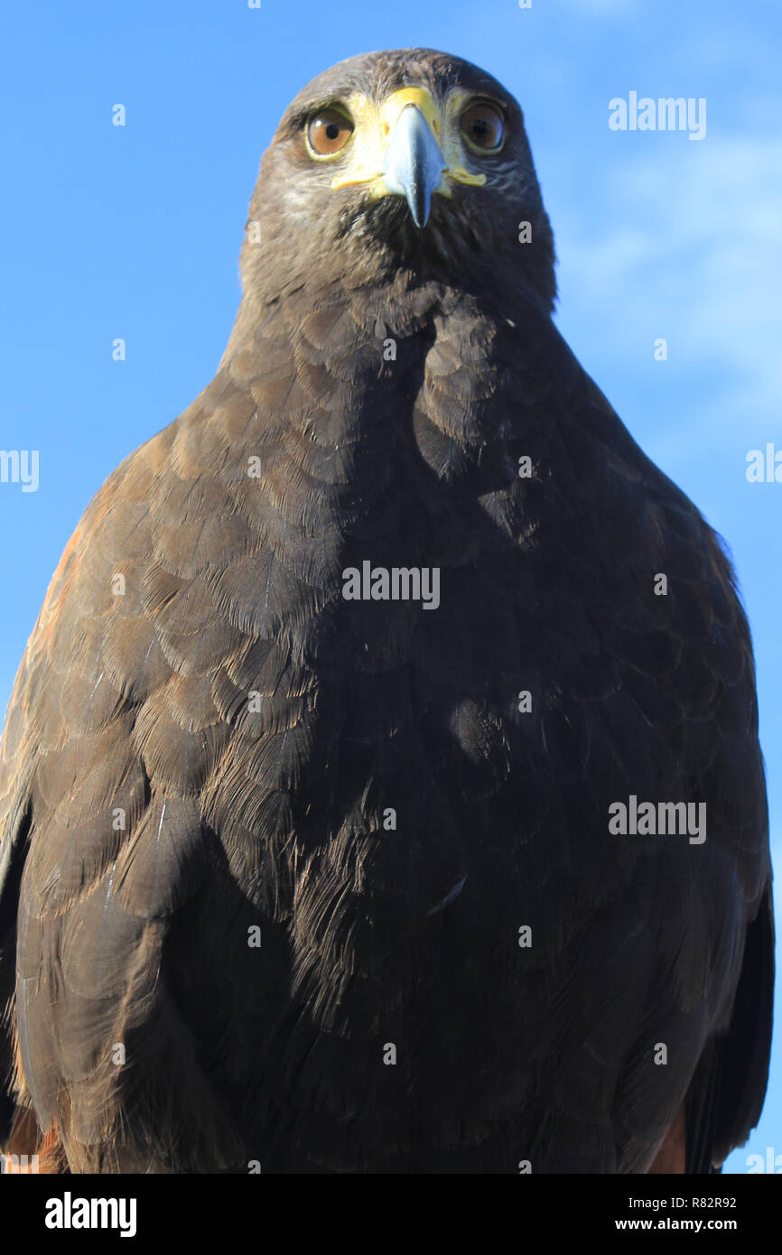 Harriss hawk sharp hi-res stock photography and images - Alamy