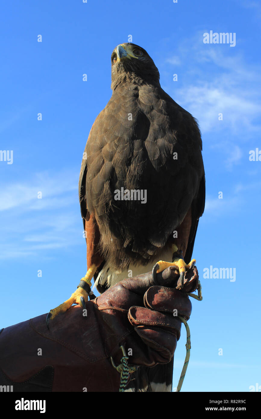 Harris hawk tethered hi-res stock photography and images - Alamy