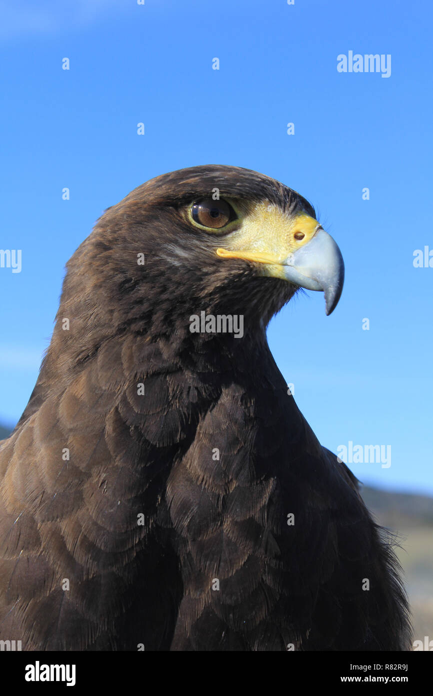 Harriss hawk sharp hi-res stock photography and images - Alamy