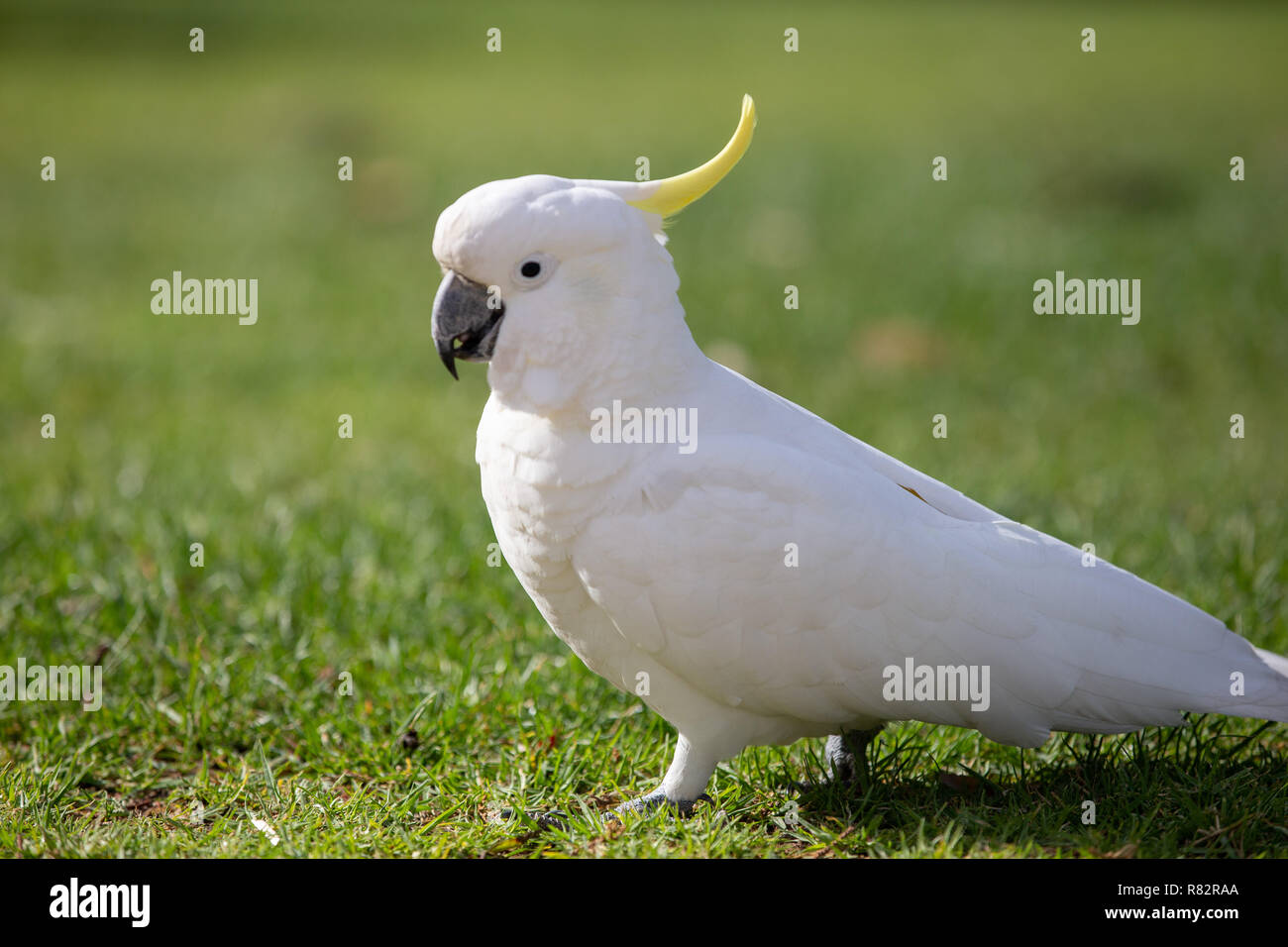 Grey Australian Koala Stock Photo - Alamy