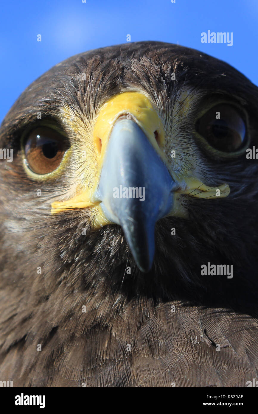 Harris hawk habitat hi-res stock photography and images - Alamy