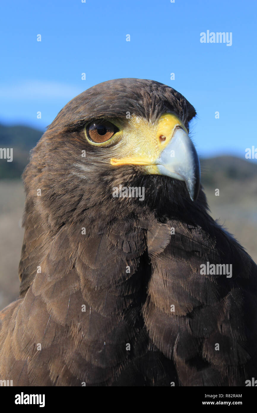 Harris hawk eyesight hi-res stock photography and images - Alamy