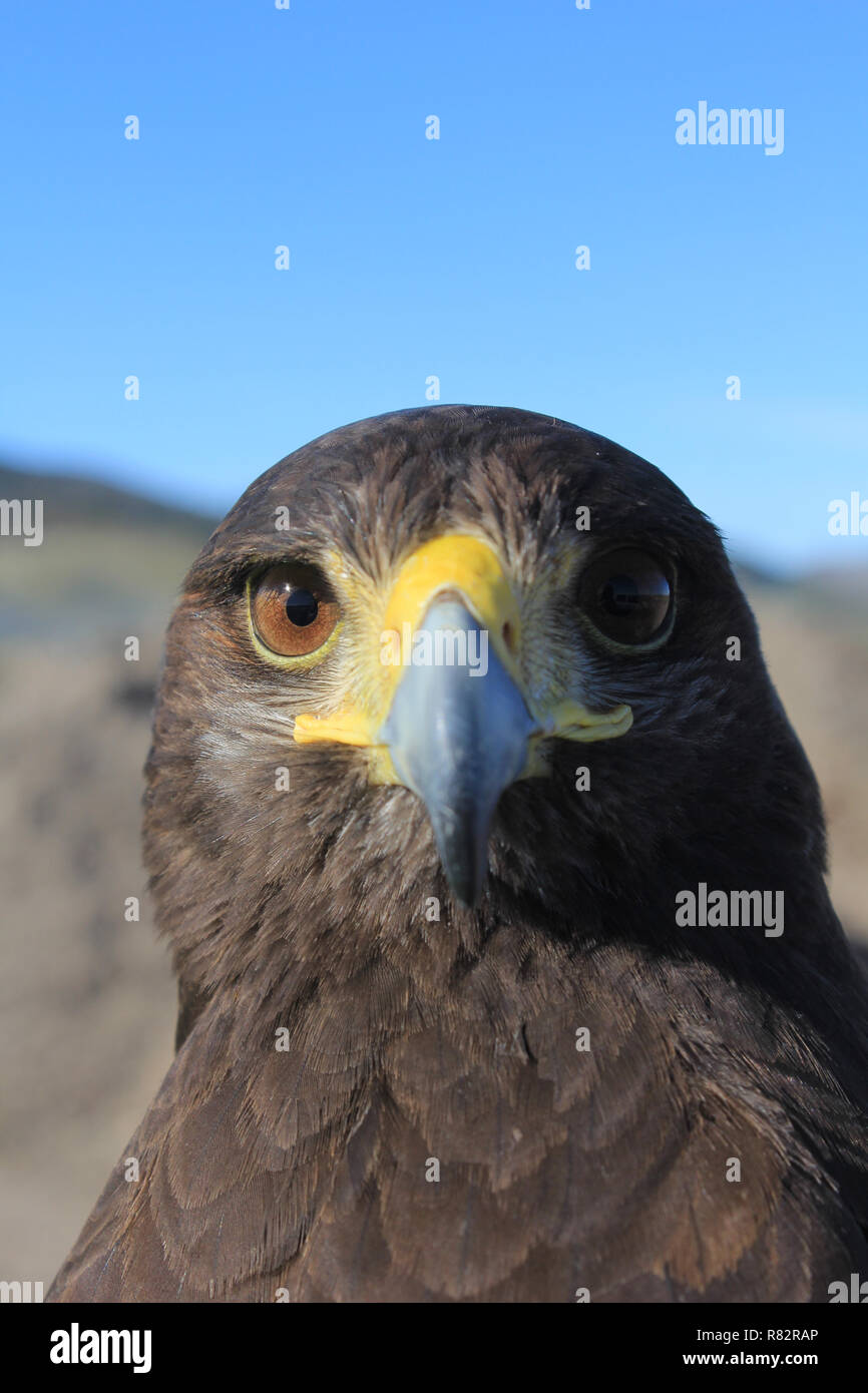 Harris hawk habitat hi-res stock photography and images - Alamy