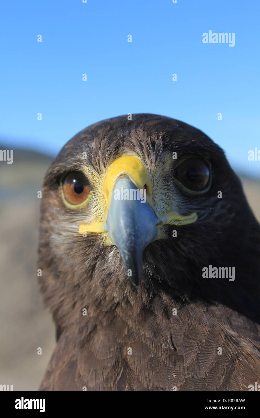 Harris hawk eyesight hi-res stock photography and images - Alamy