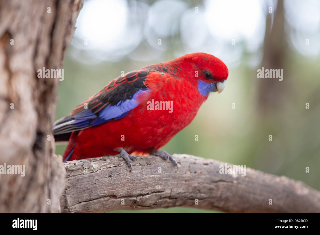 Red and Blue Parakeet Stock Photo - Alamy