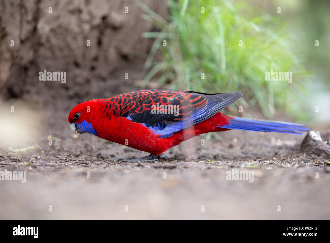 Red and Blue Parakeet Stock Photo - Alamy