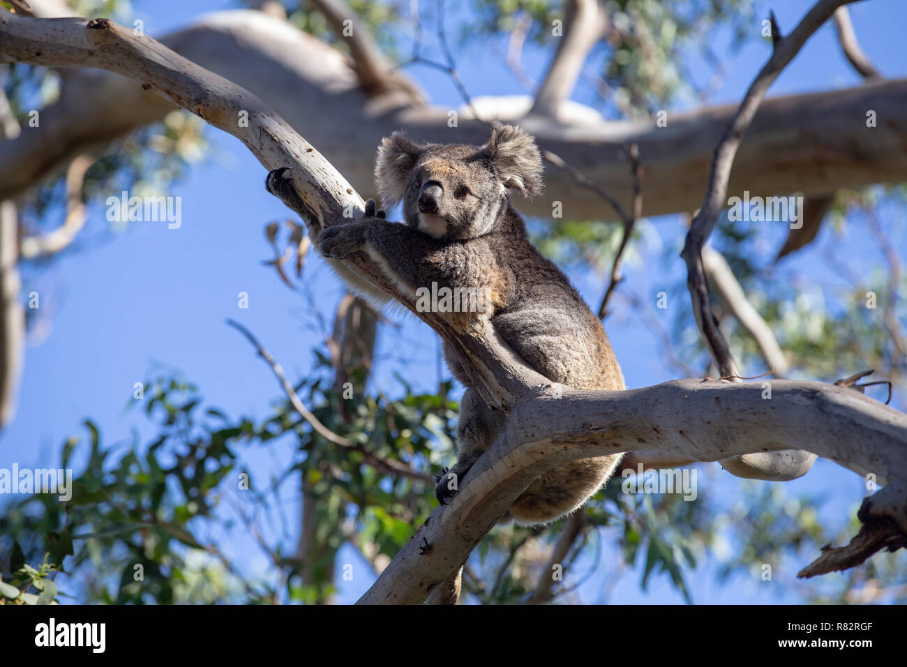 Grey Australian Koala Stock Photo - Alamy