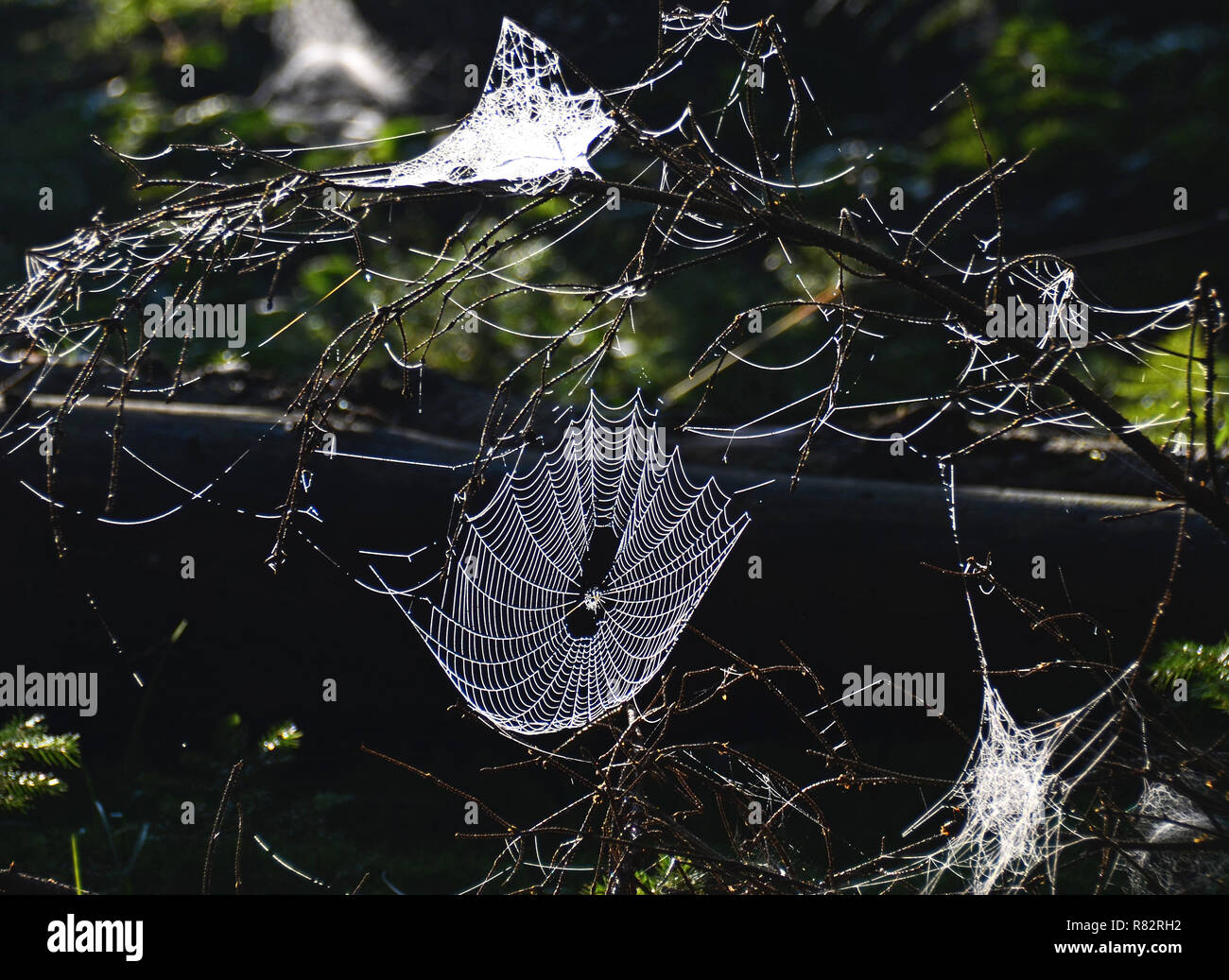 Transparent spider web in the backlight in the autumn forest Stock ...