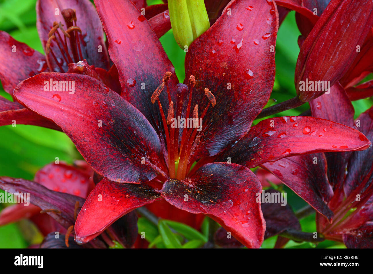 Beautiful red lily flower hi-res stock photography and images - Alamy
