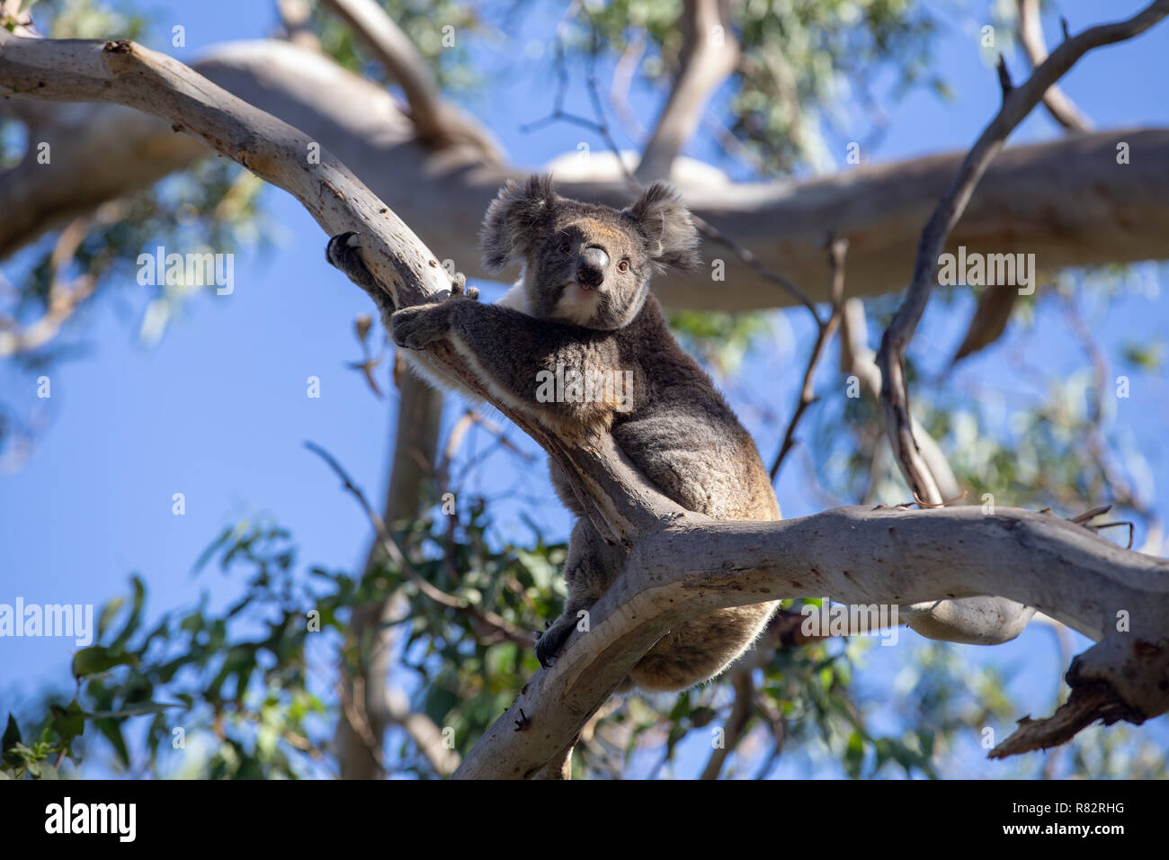 Grey Australian Koala Stock Photo - Alamy
