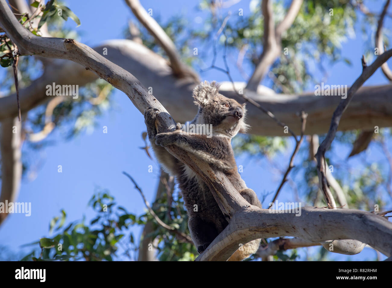 Grey Australian Koala Stock Photo - Alamy