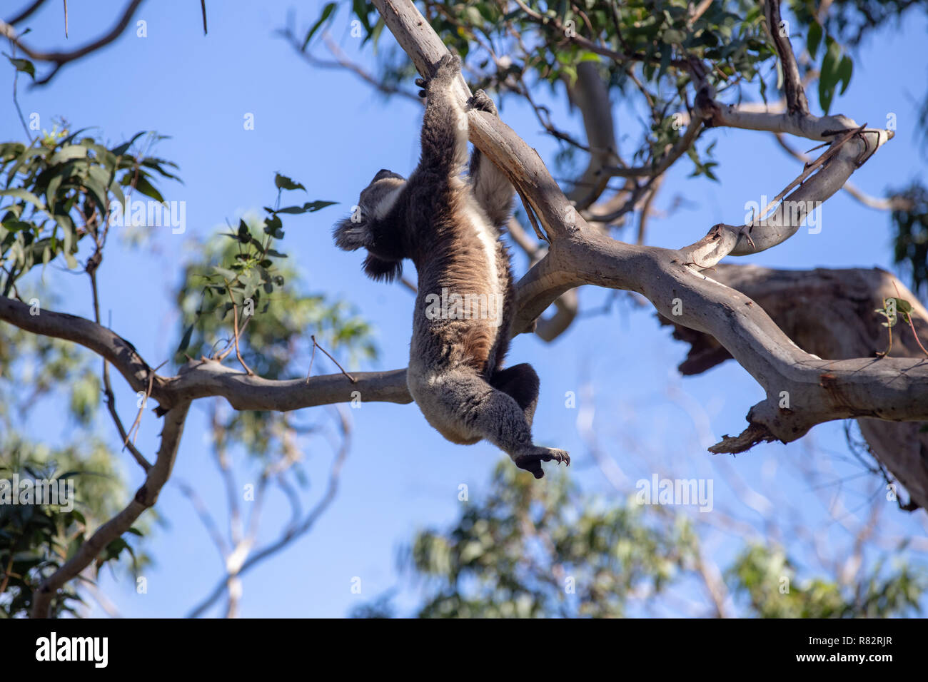 Grey Australian Koala Stock Photo - Alamy