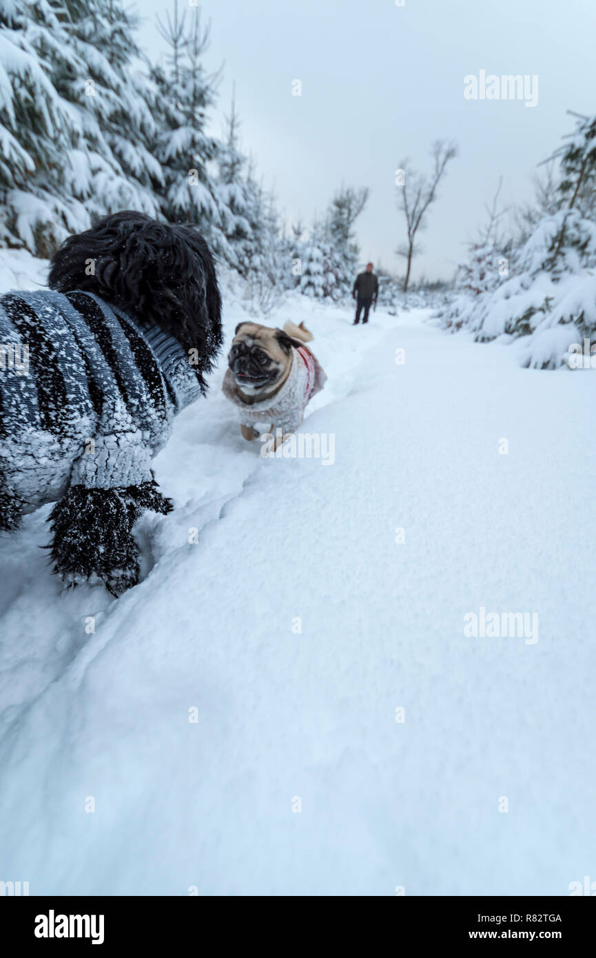 Little black pug hi-res stock photography and images - Alamy