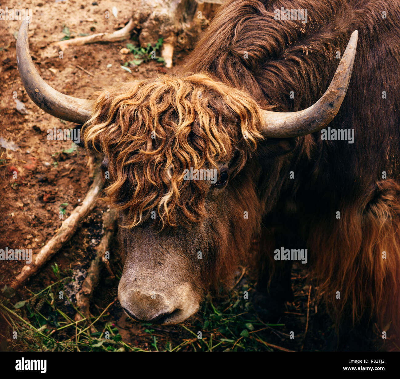 Brown Yak High Resolution Stock Photography and Images - Alamy