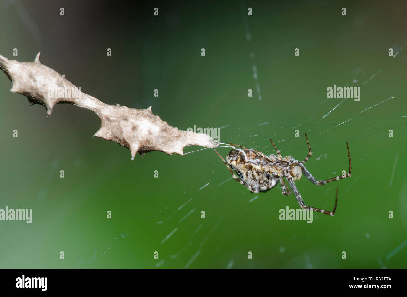 Cribellate Orb Weaver, Family Uloboridae, with egg cases Stock Photo ...