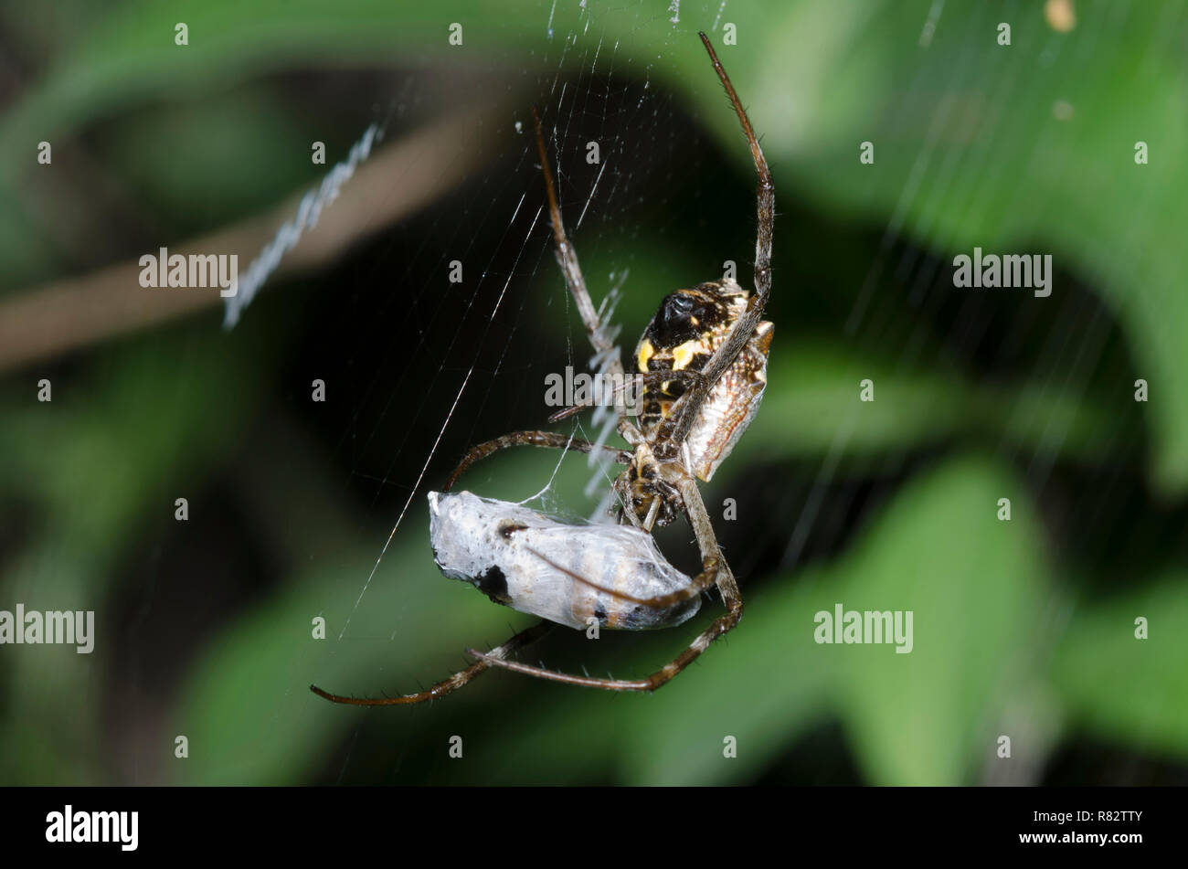 Silver argiope argentata orb weaver spider hi-res stock photography and ...