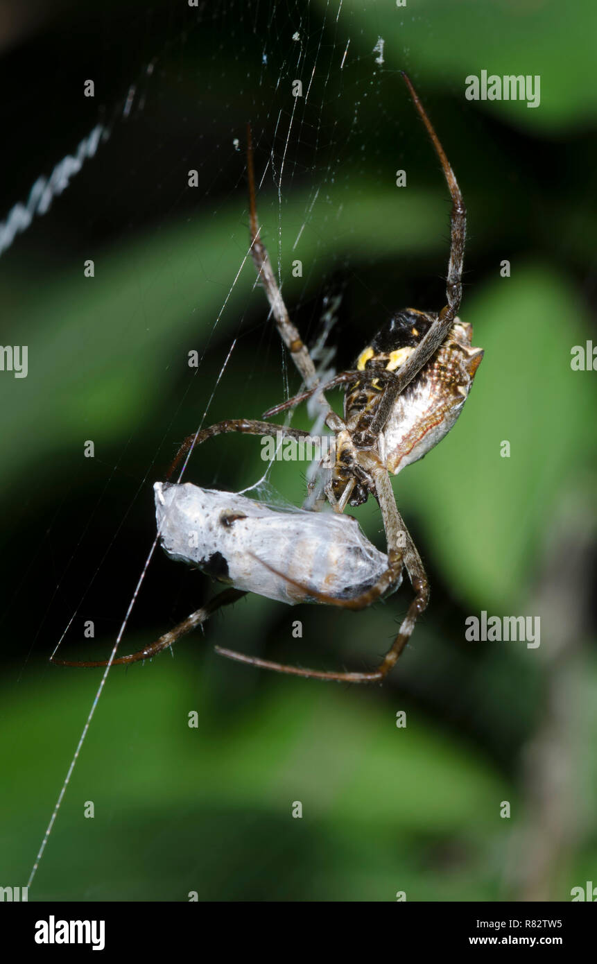 Silver argiope argentata orb weaver spider hi-res stock photography and ...