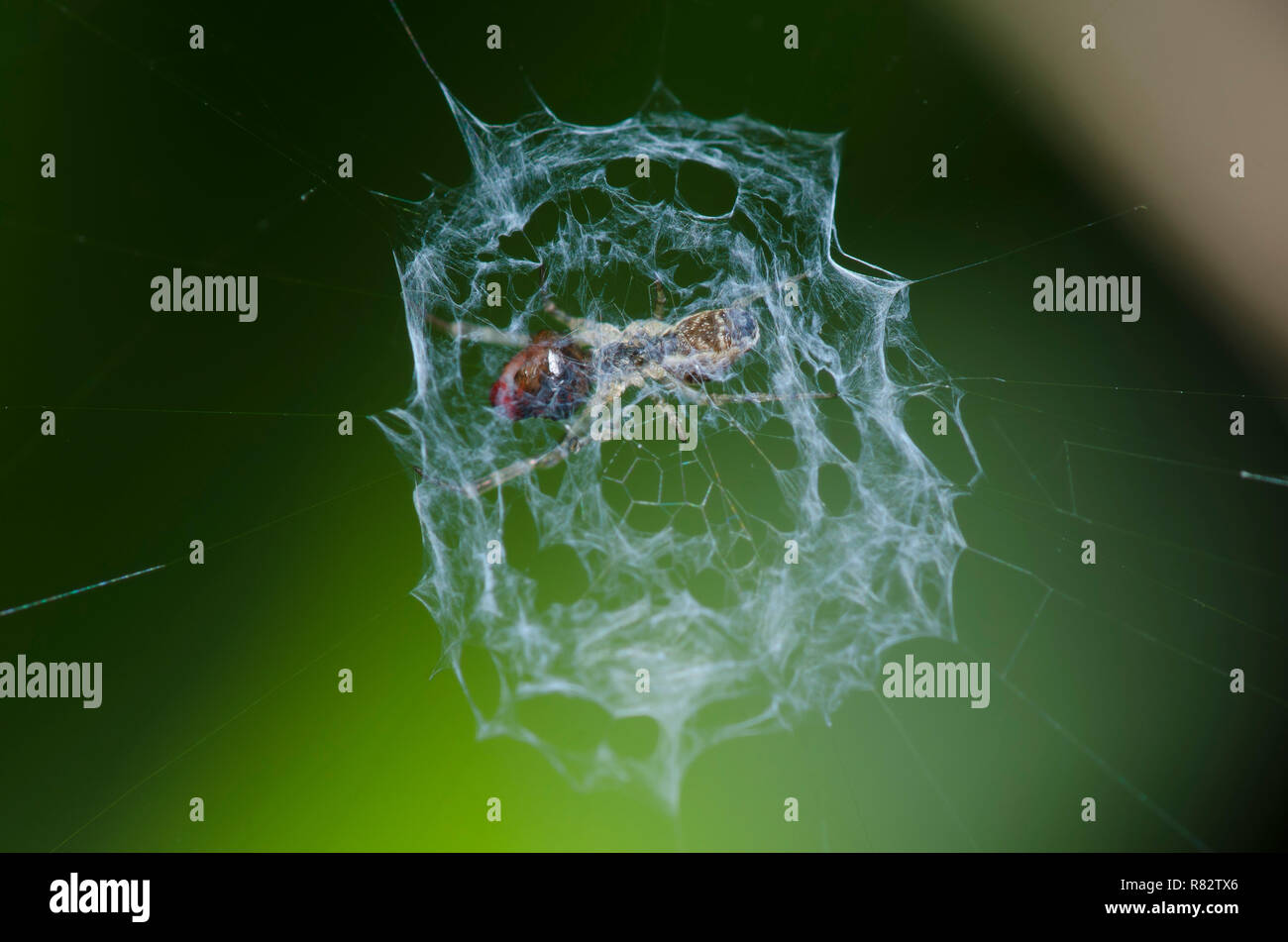 Cribellate hi-res stock photography and images - Alamy