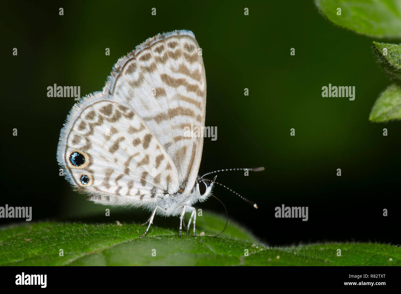 Cassius blue butterfly hi-res stock photography and images - Alamy