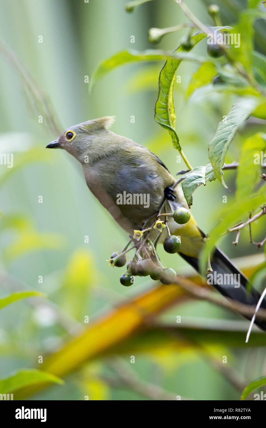 Long-tailed Silky-flycatcher (Ptilogonys caudatus Stock Photo - Alamy