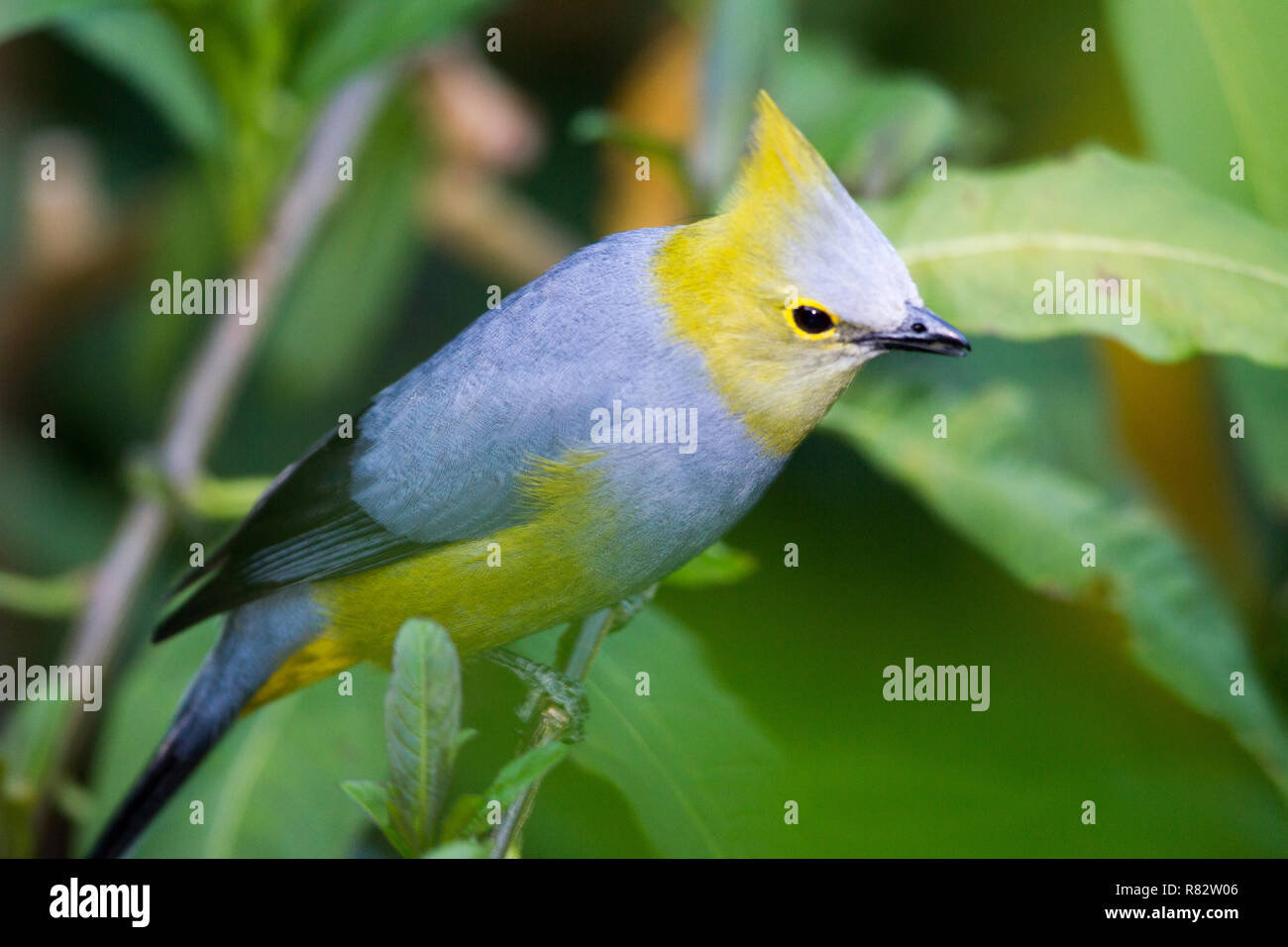 Long-tailed Silky-flycatcher (Ptilogonys caudatus Stock Photo - Alamy