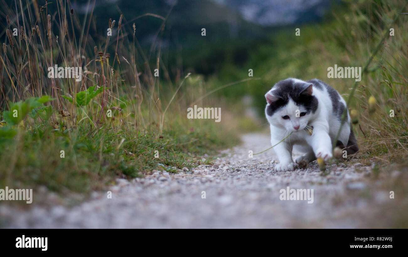 a little cute cat playing with flowers on a little way in nature ...