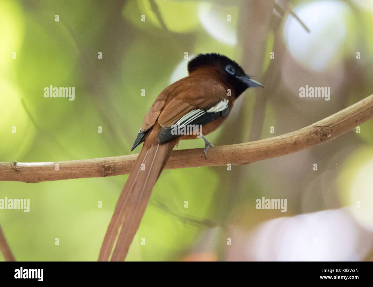Paradise flycatcher hi-res stock photography and images - Alamy