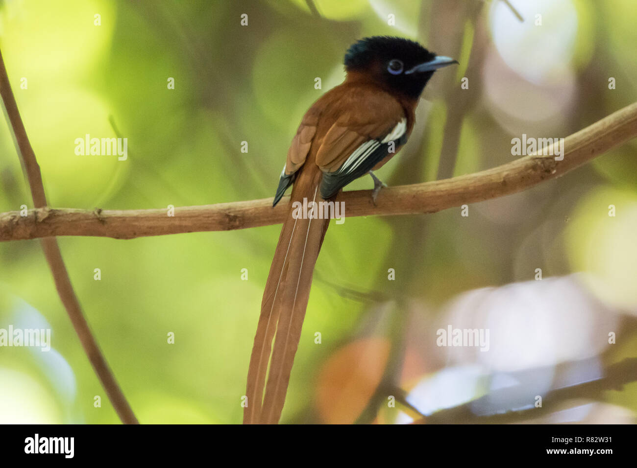 Terpsiphone rufiventer hi-res stock photography and images - Alamy