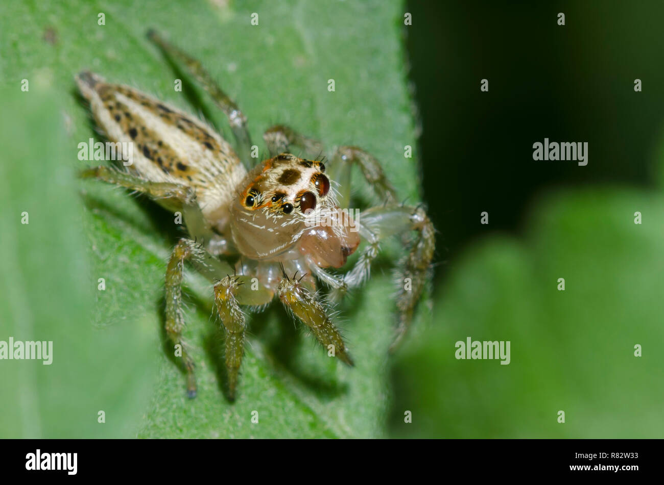 Texas jumping spider hi-res stock photography and images - Alamy