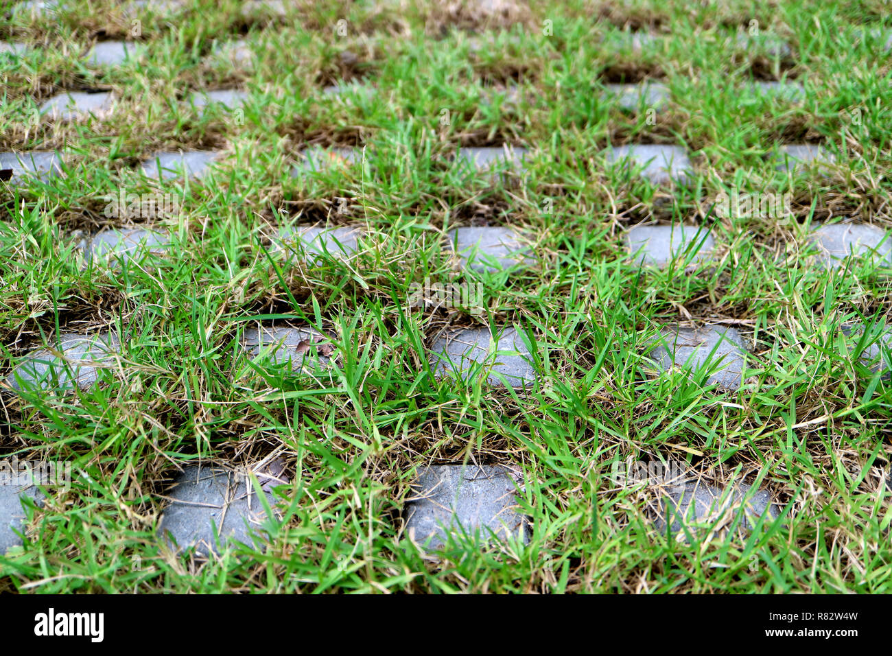 Diminishing perspective of turf stone pavers covered with green grass ...