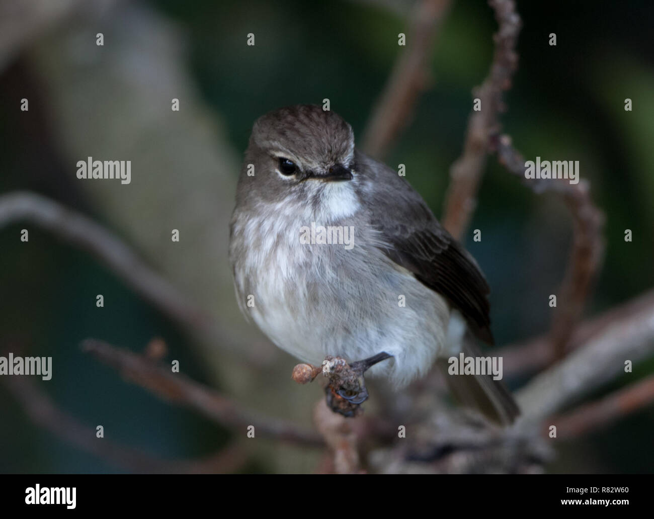 Swamp flycatcher hi-res stock photography and images - Alamy