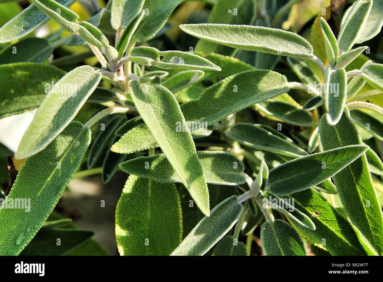 Fresh and beautiful salvia officinalis leaves texture Stock Photo - Alamy