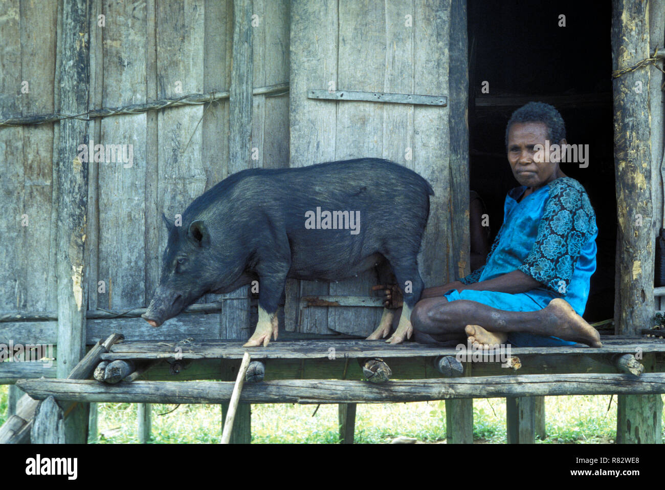 An Asmat woman and her family pig sit on the porch of her family house ...