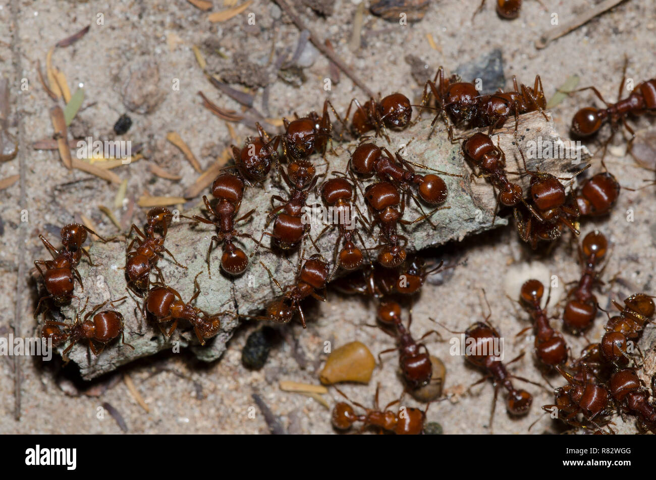 Red Harvester Ants, Pogonomyrmex barbatus Stock Photo - Alamy