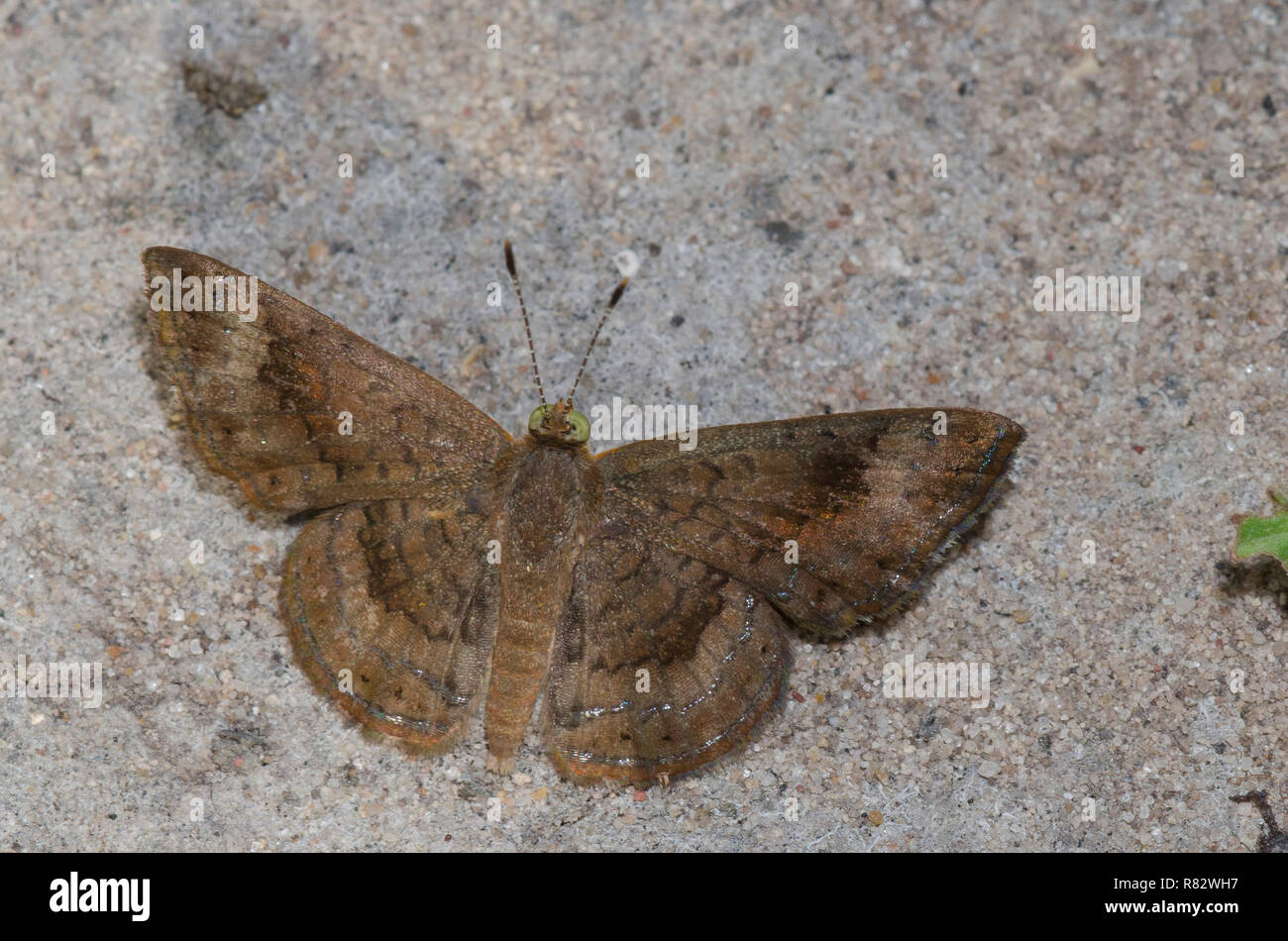 Metalmark butterfly hi-res stock photography and images - Alamy