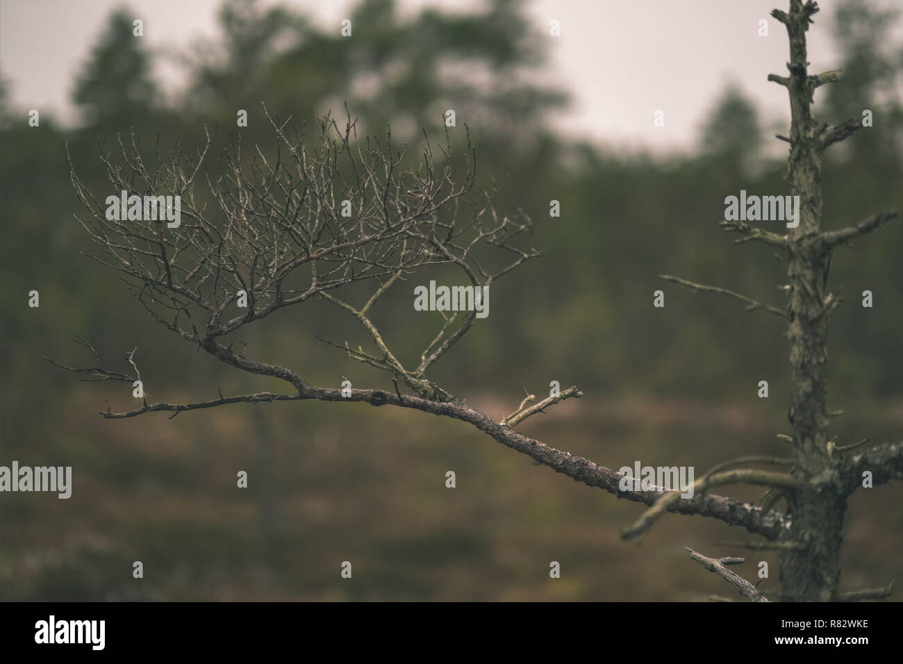 swamp landscape view with dry distant trees, and first snow on green ...