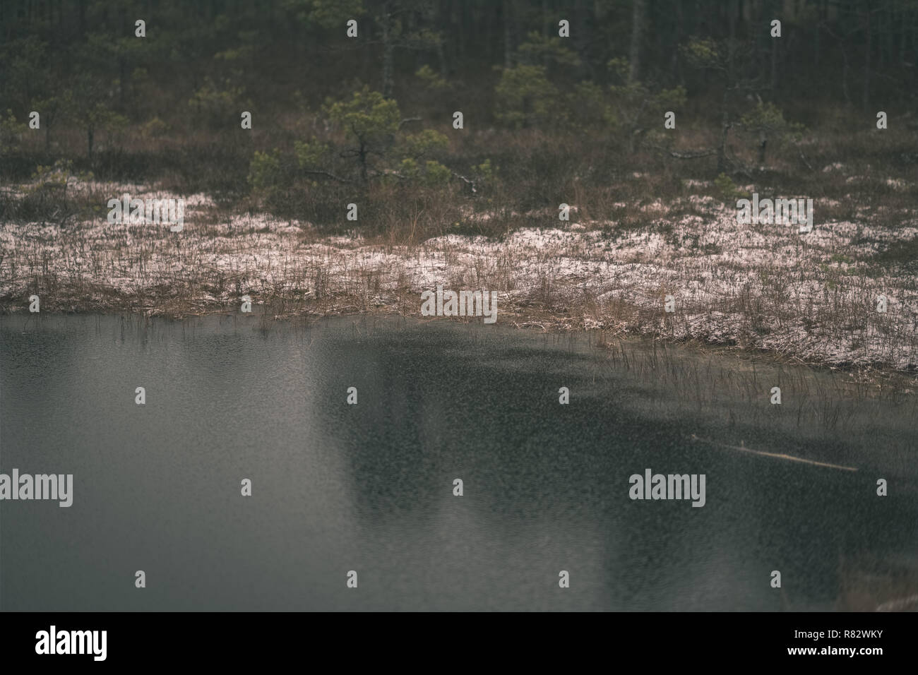 swamp landscape view with dry pine trees, reflections in water and ...