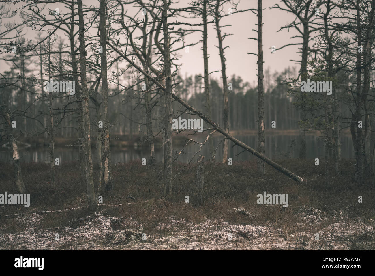 swamp landscape view with dry distant trees, and first snow on green ...