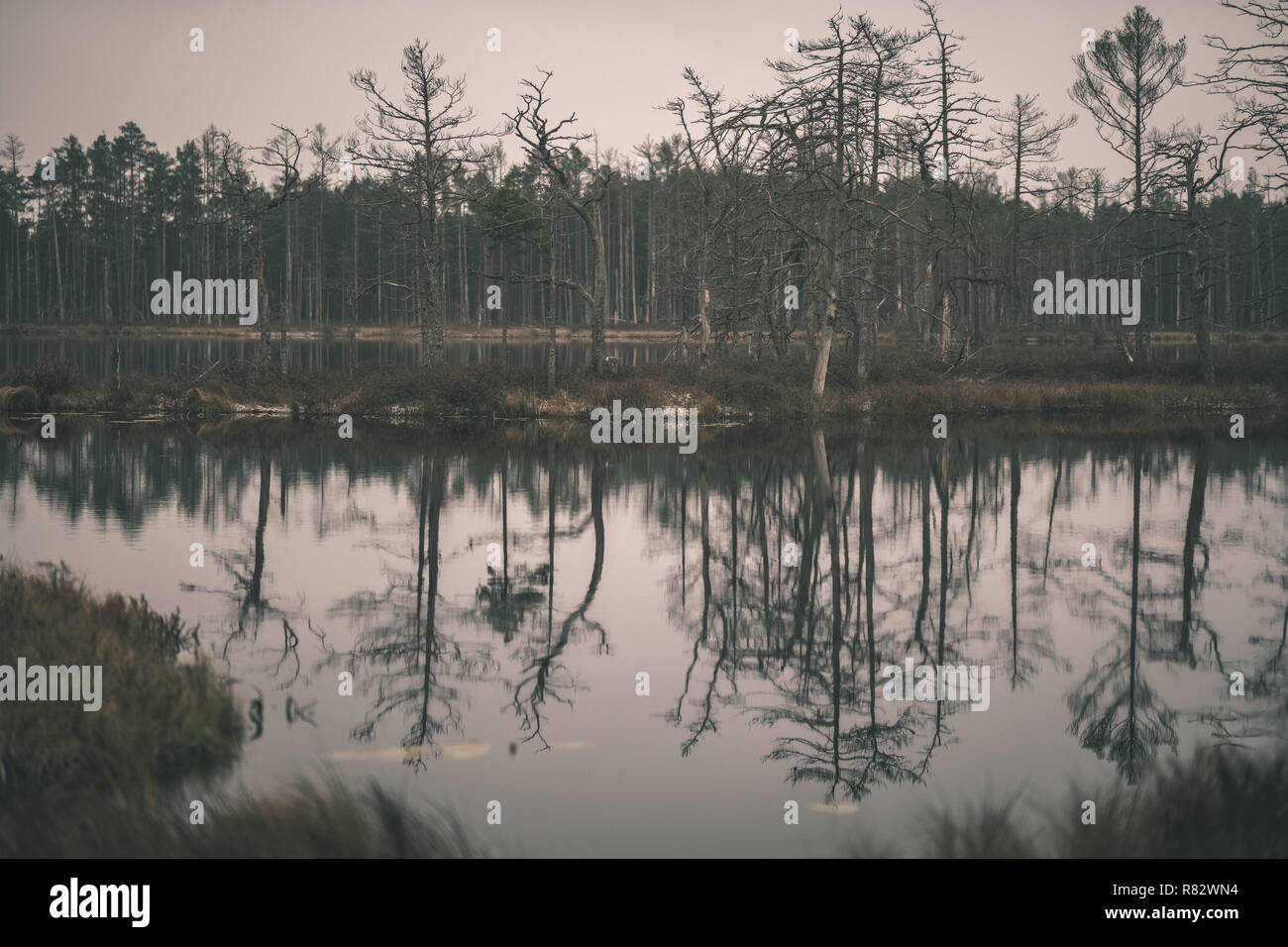 swamp landscape view with dry pine trees, reflections in water and ...