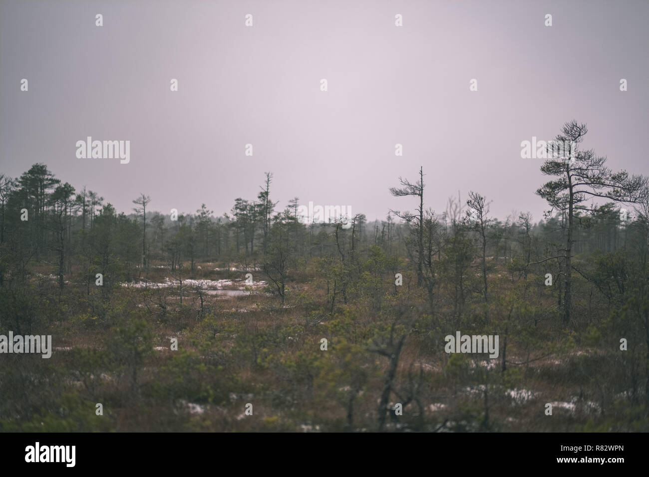 swamp landscape view with dry distant trees, and first snow on green ...