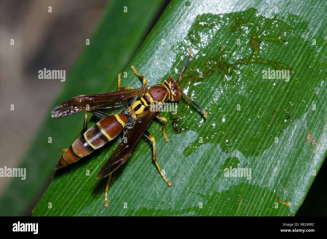 Polistes sting hi-res stock photography and images - Alamy