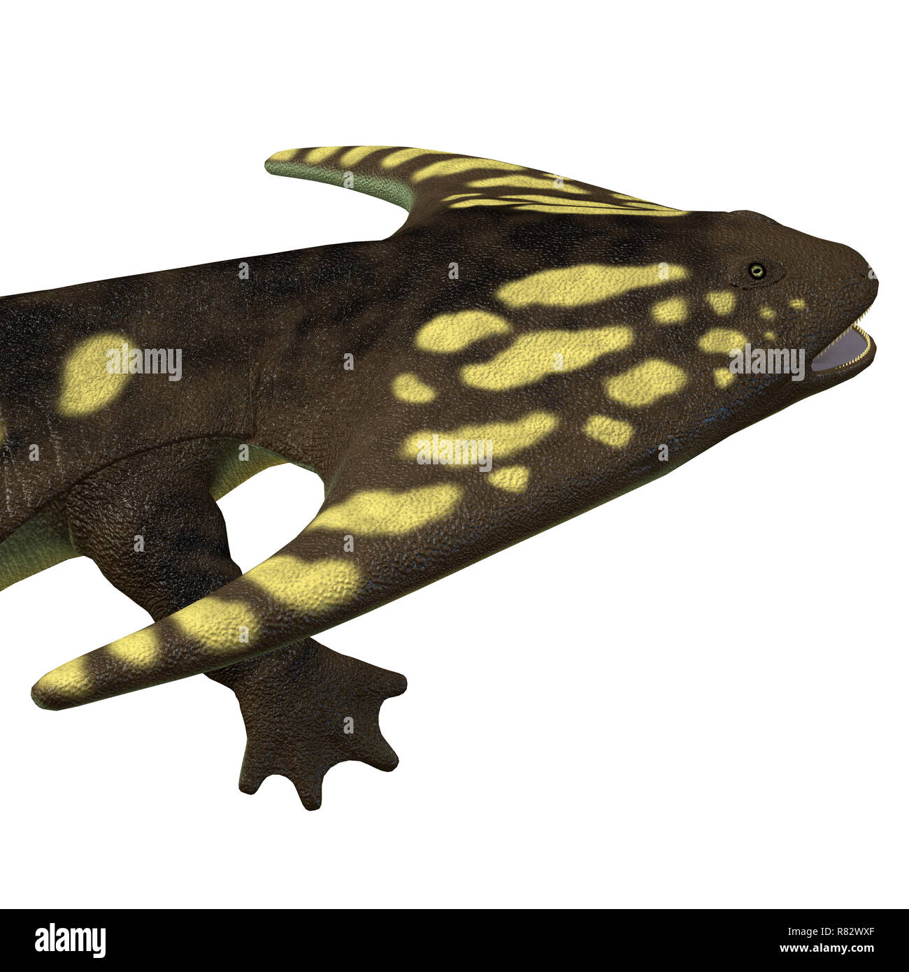 Diplocaulus hi-res stock photography and images - Alamy