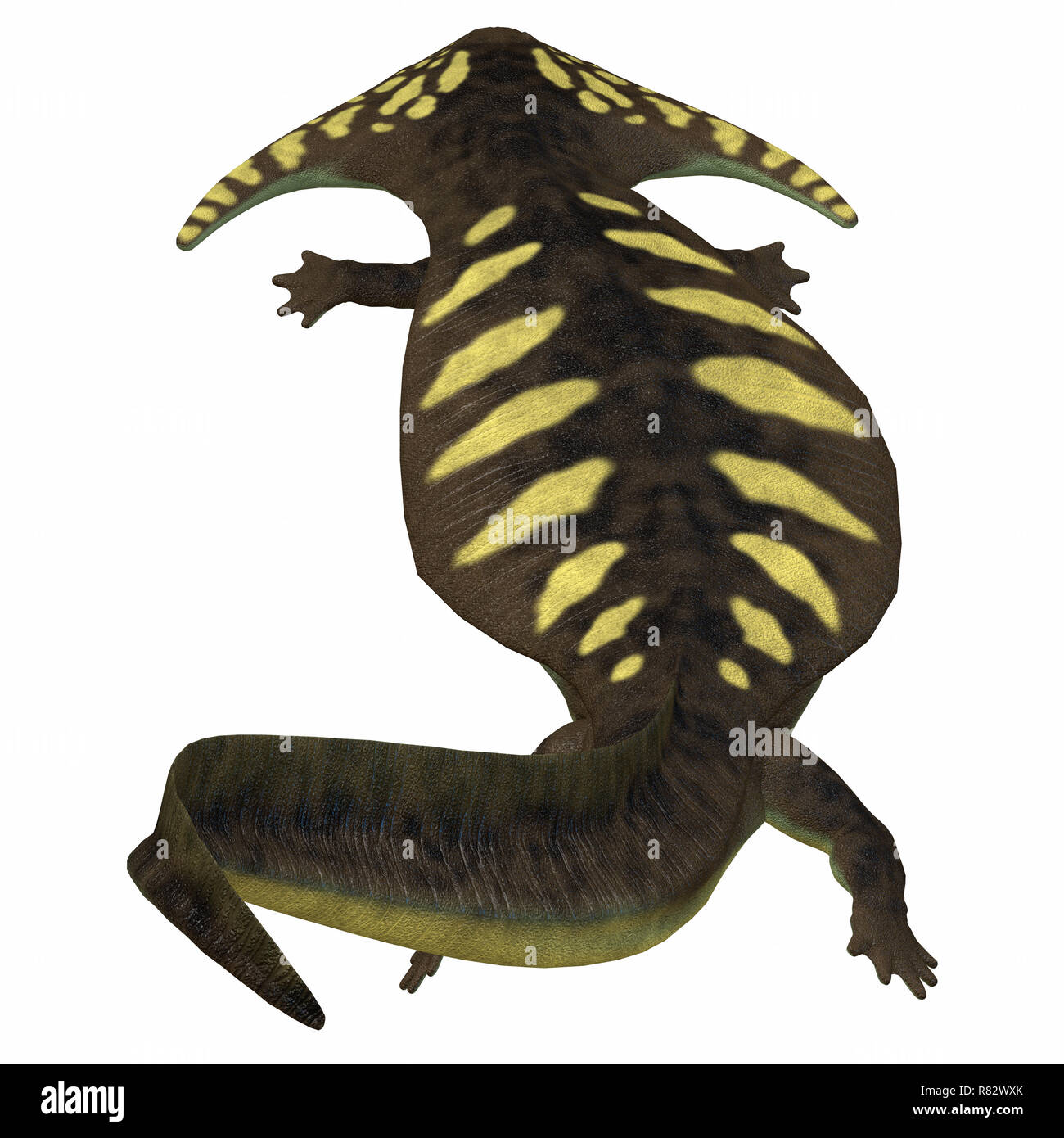 Diplocaulus Amphibian Tail - Diplocaulus was an amphibian that lived in ...