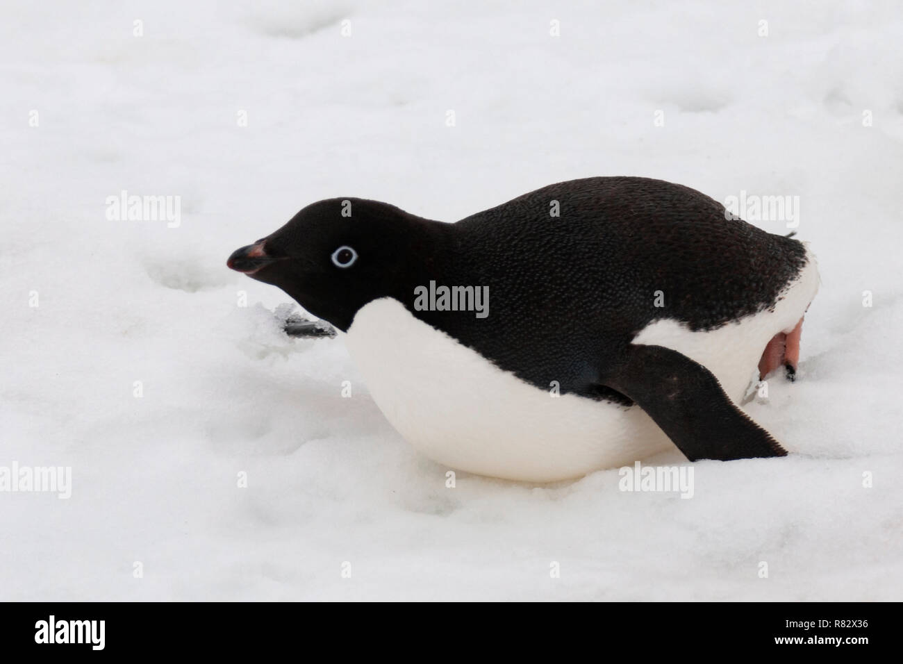adelie penguin lying down in snow detaille island antarctic peninsula ...