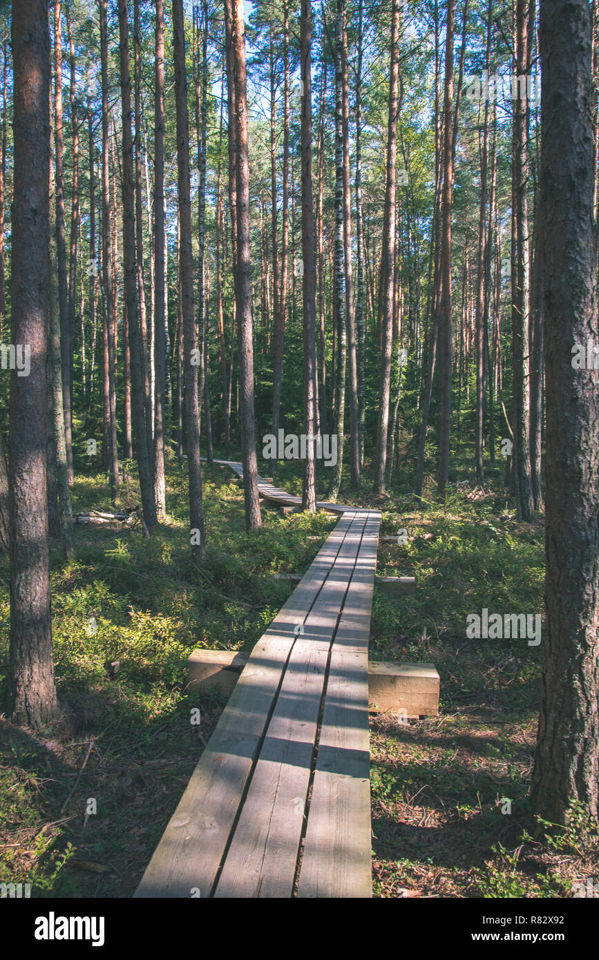 calm and peaceful pine tree forest with green forest bed and straight tree trunks in mist ...