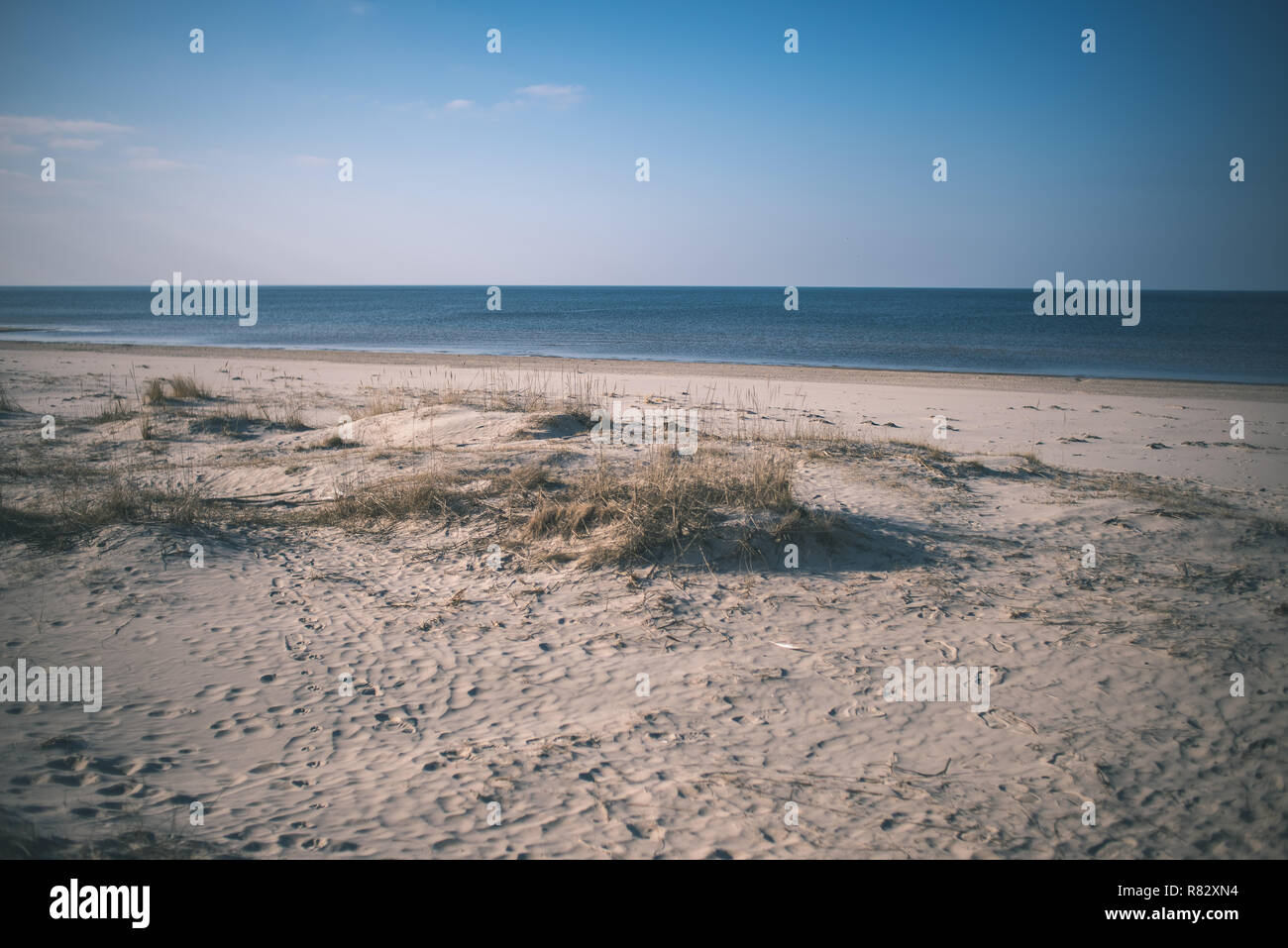 empty sea beach with sand dunes and dry tree trunks washed to the shore ...