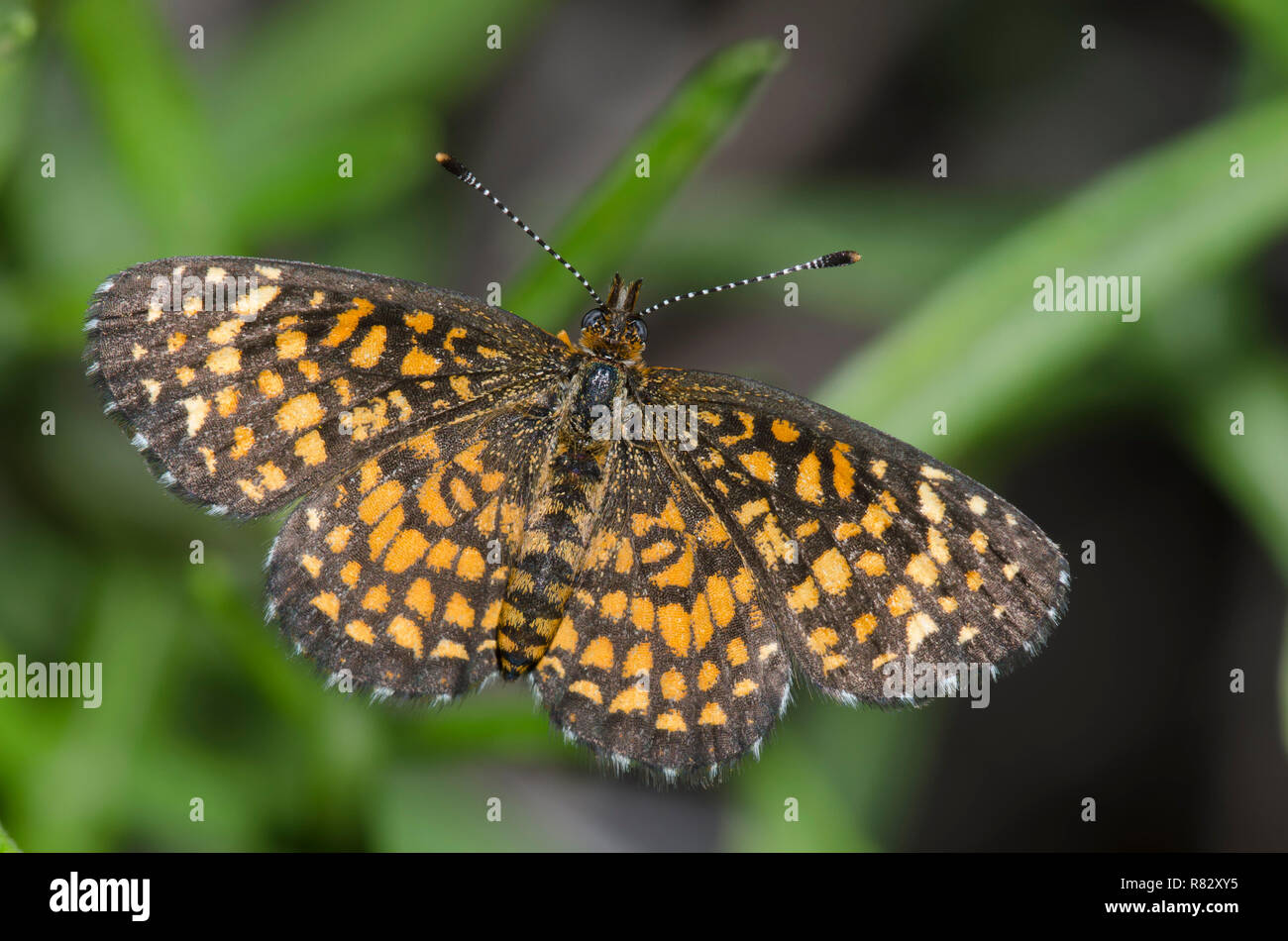 Microtia elada hi-res stock photography and images - Alamy