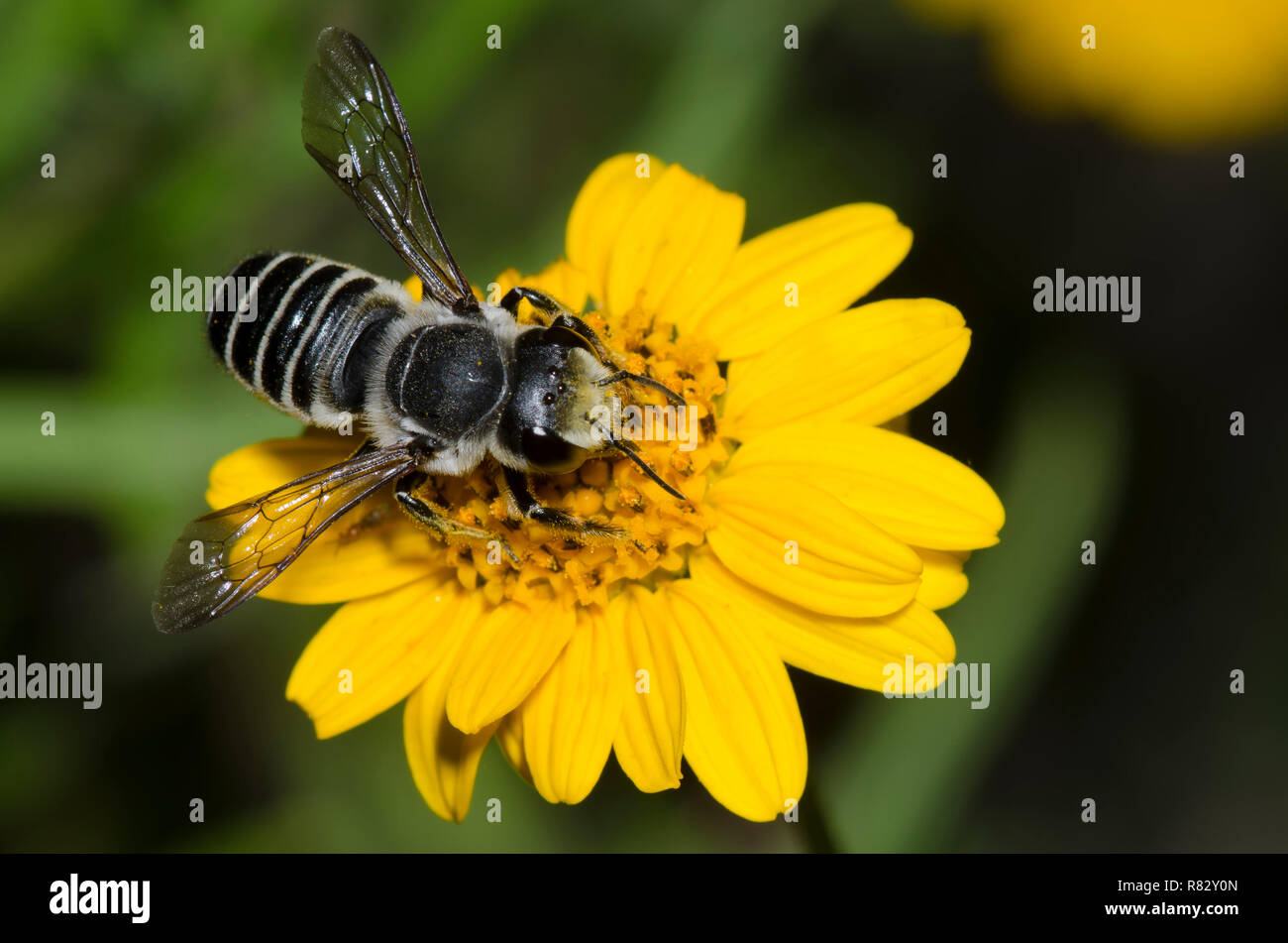 Leafcutter Bee, Megachile sp., foraging on Skeleton-Leaf Goldeneye ...