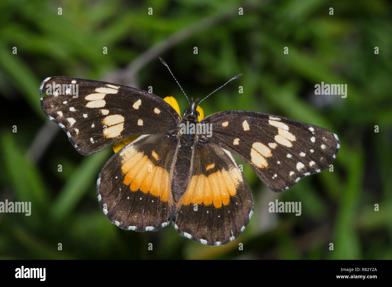 Bordered Patch, Chlosyne lacinia Stock Photo - Alamy