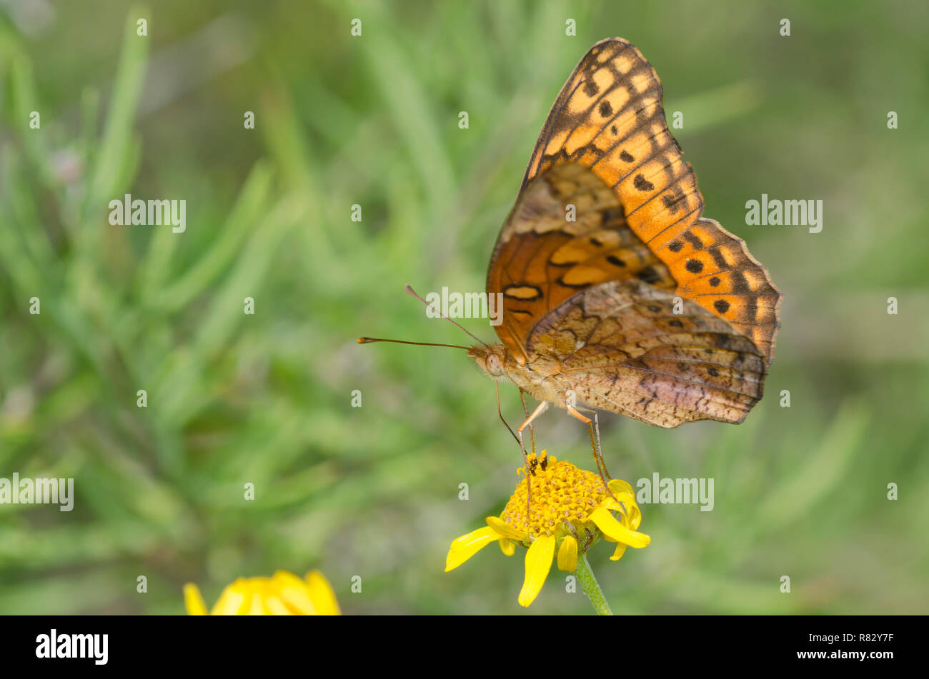 Mexican Fritillary, Euptoieta hegesia, nectaring from Skeleton-Leaf ...